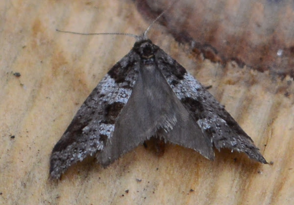 Tineoidea case moth | Project Noah