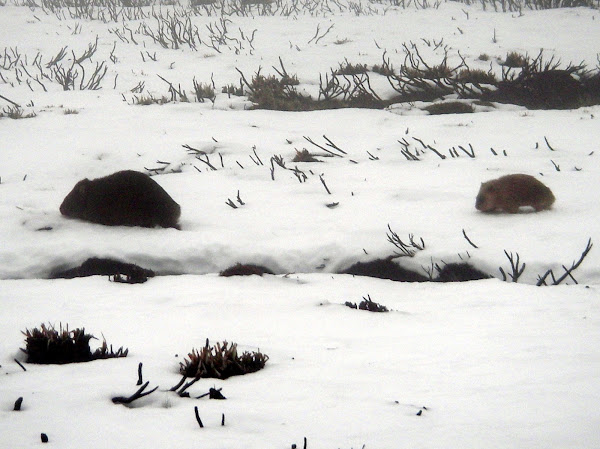 Wombat | Project Noah