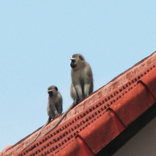 Vervet monkeys | Project Noah