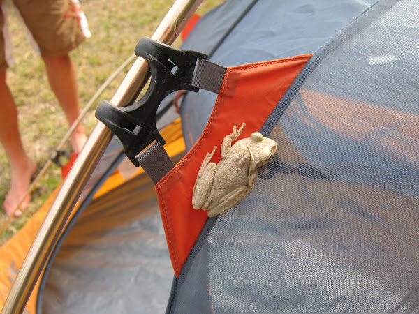 Cuban Treefrog | Project Noah