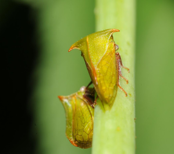 Buffalo treehoppers | Project Noah