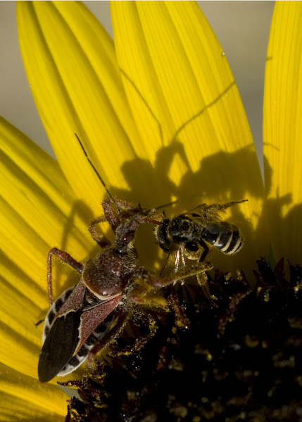 Bee Assasin bug | Project Noah