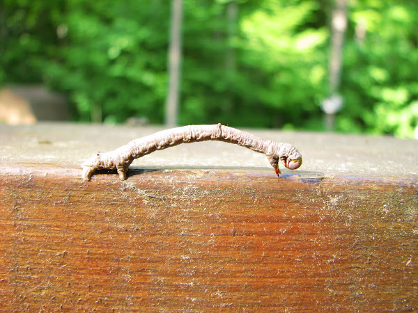 Maple spanworm caterpillar | Project Noah