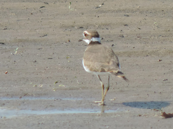 Killdeer | Project Noah