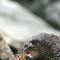 New Zealand fur seals | Project Noah