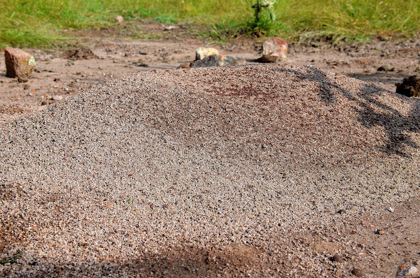 Red ants anthill | Project Noah