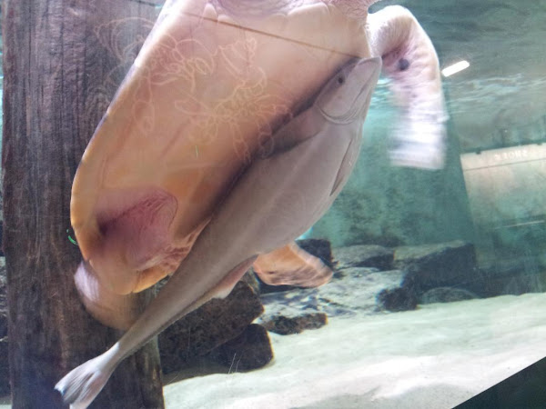 Common remora | Project Noah