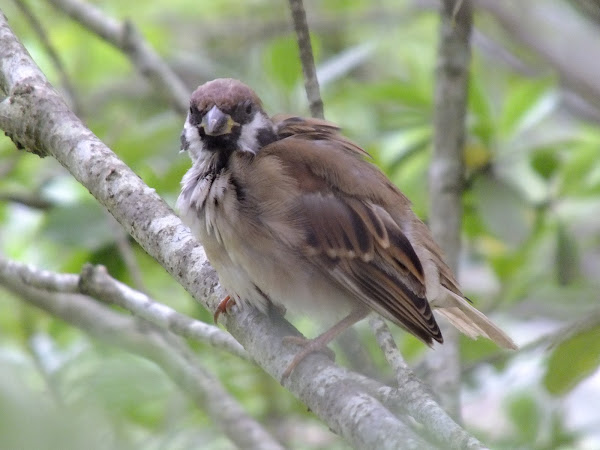 Tree Sparrow | Project Noah