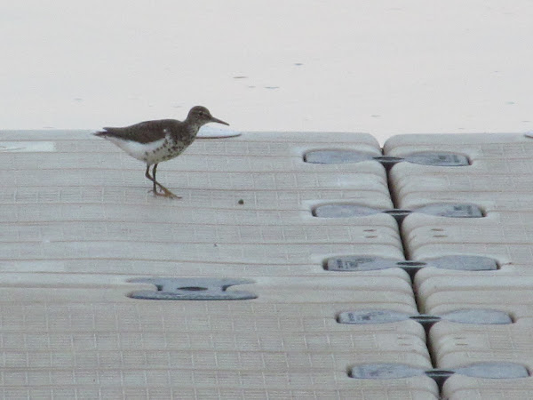 Spotted Sandpiper | Project Noah