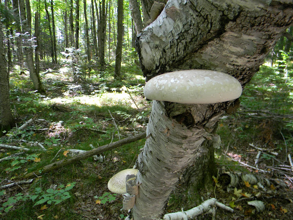 Birch Polypore | Project Noah