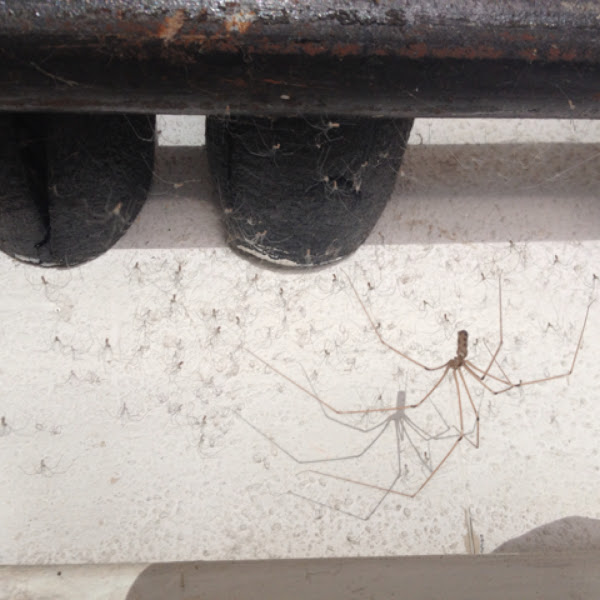 Daddy long leg (with spiderlings) | Project Noah