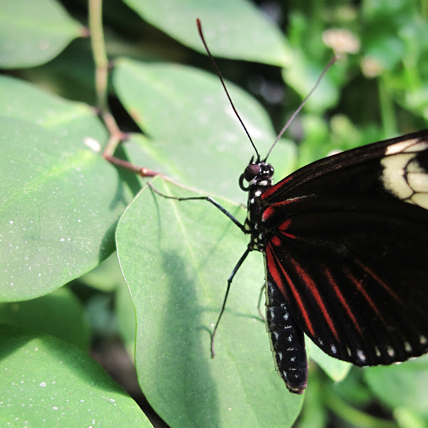 Doris Longwing | Project Noah