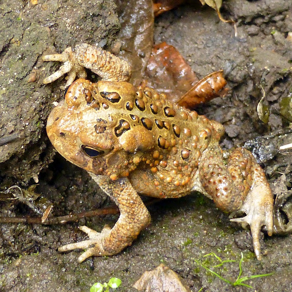 American Toad | Project Noah
