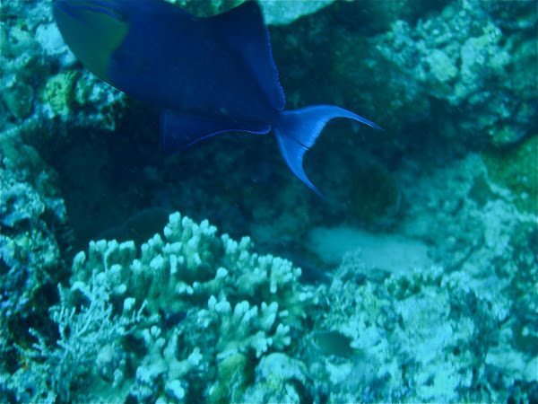 Redtoothed Triggerfish | Project Noah