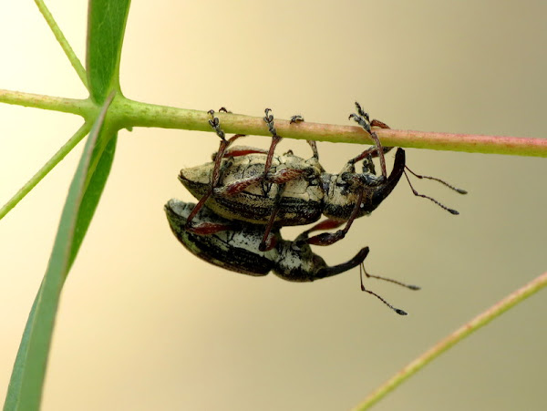 Weevils (mating) | Project Noah