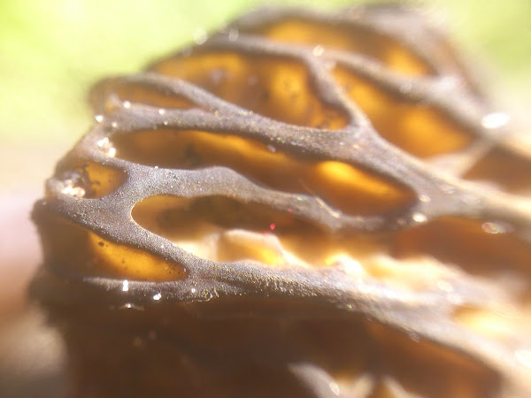 Half-free Morel/Kapjesmorielje | Project Noah