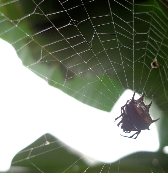 Spiny orb-weaver | Project Noah