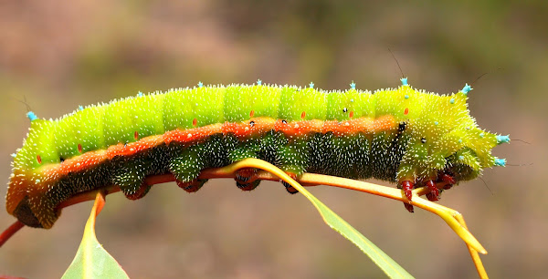 Helena Gum Moth Caterpillar | Project Noah