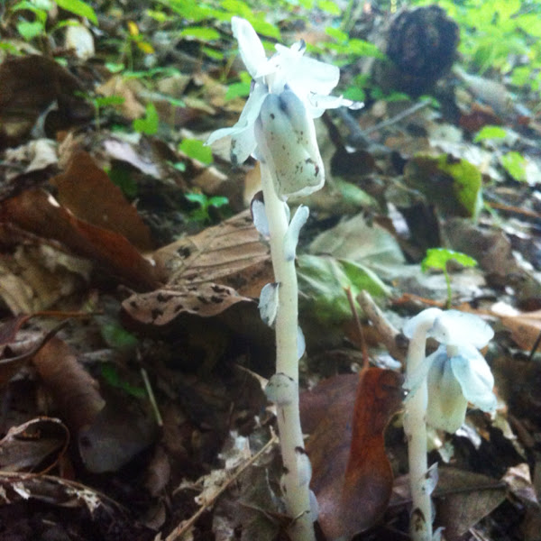 Indian Pipe | Project Noah
