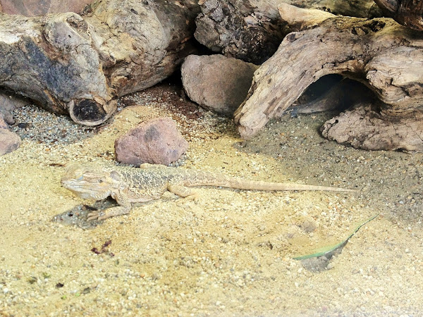 Bearded Dragon | Project Noah