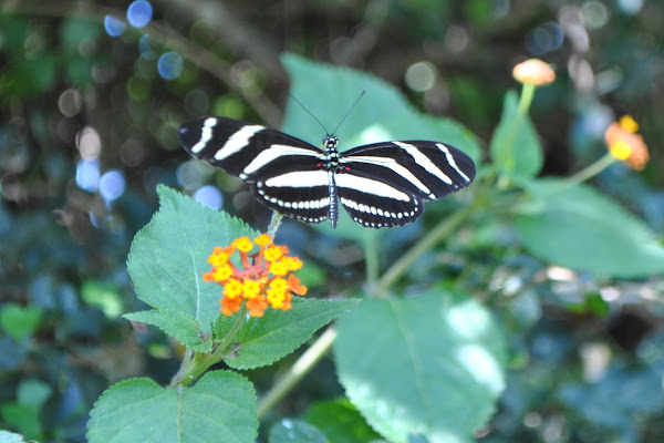 Zebra Longwing | Project Noah