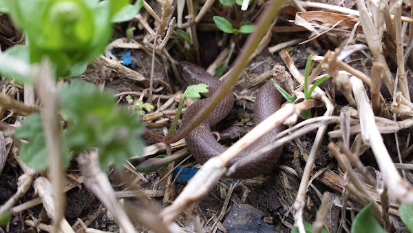 Rough Earthsnake | Project Noah