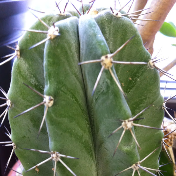 Cacti | Project Noah
