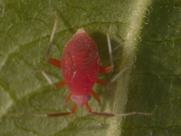Red Plant Bug | Project Noah