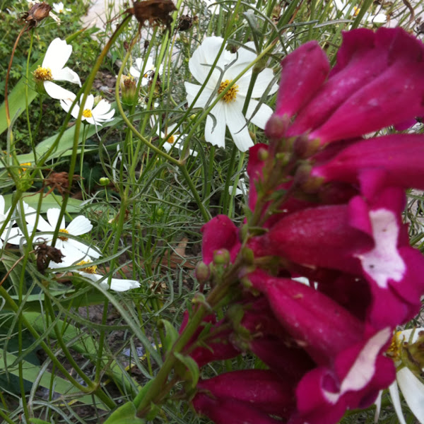 Penstemon | Project Noah