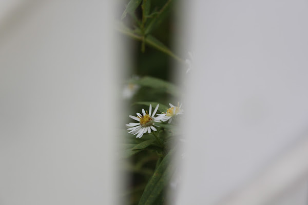 Calico aster | Project Noah