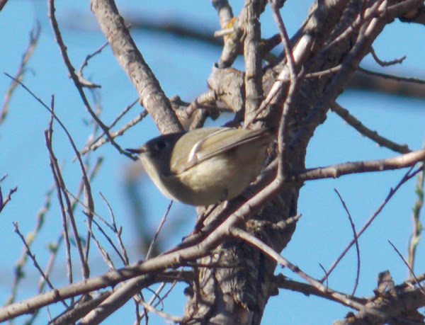 Ruby-crowned Kinglet | Project Noah