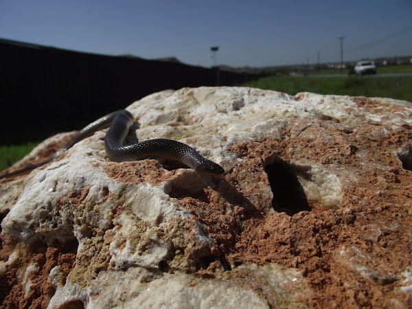 Rough Earth Snake | Project Noah