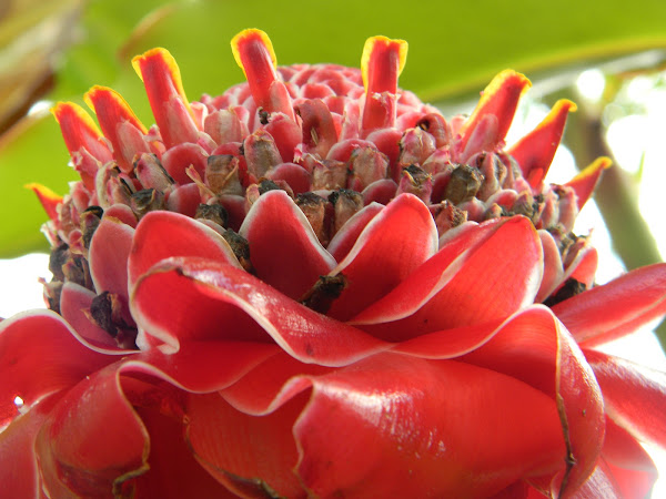 Torch Ginger | Project Noah