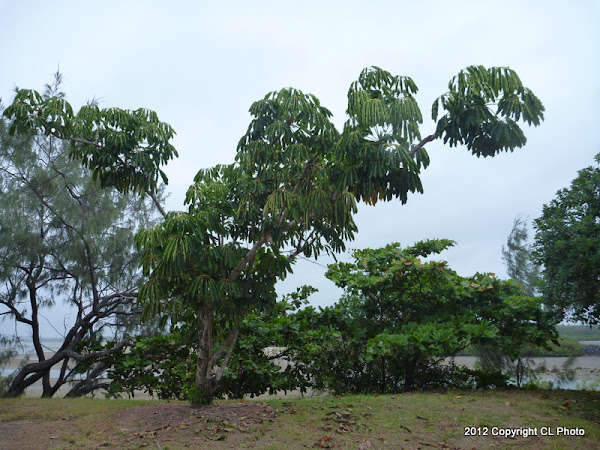 Umbrella tree | Project Noah