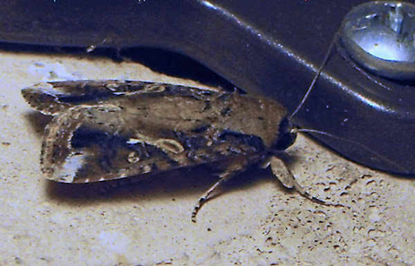 Fall Armyworm Moth (Male) | Project Noah