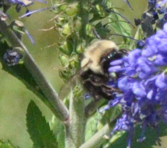 Common Eastern Bumblebee | Project Noah