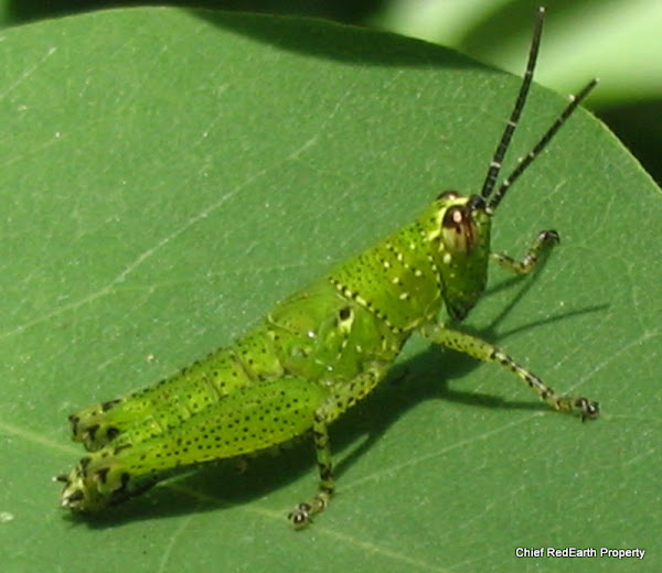 grasshopper | Project Noah