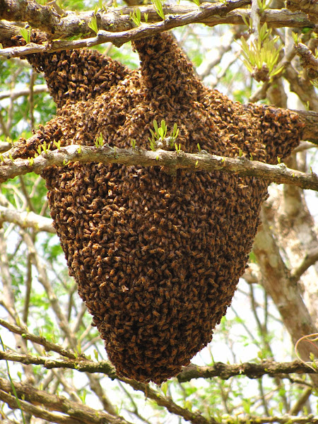 Abeja Africanizada | Project Noah