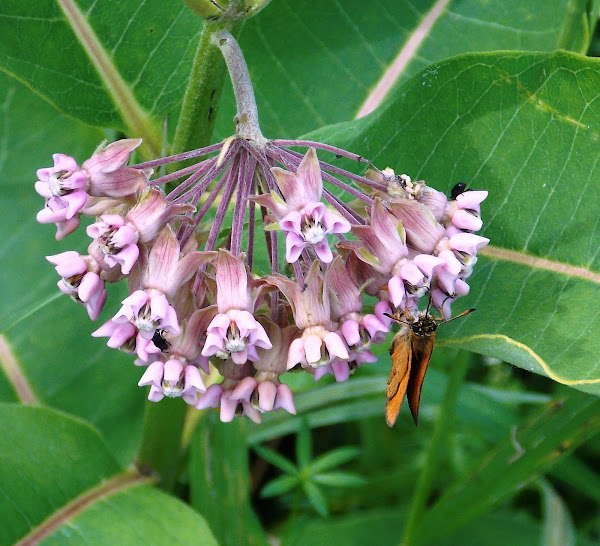 European Skipper | Project Noah