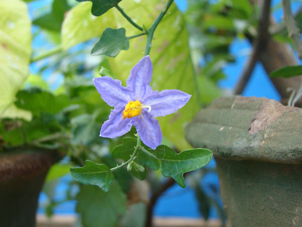 Thoothuvalai,Purple Fruited Pea Eggplant | Project Noah
