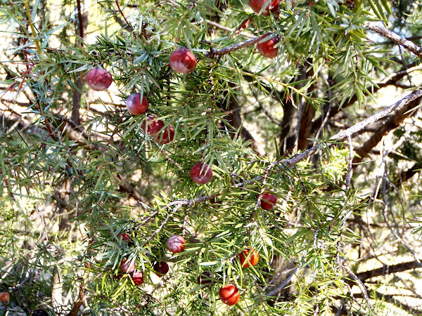 Enebro. Junipers | Project Noah