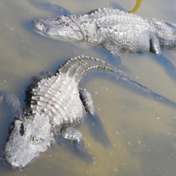 American alligator | Project Noah