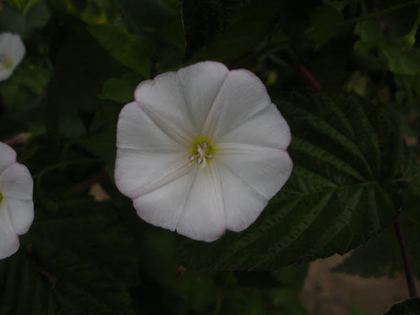 Field Bindweed | Project Noah