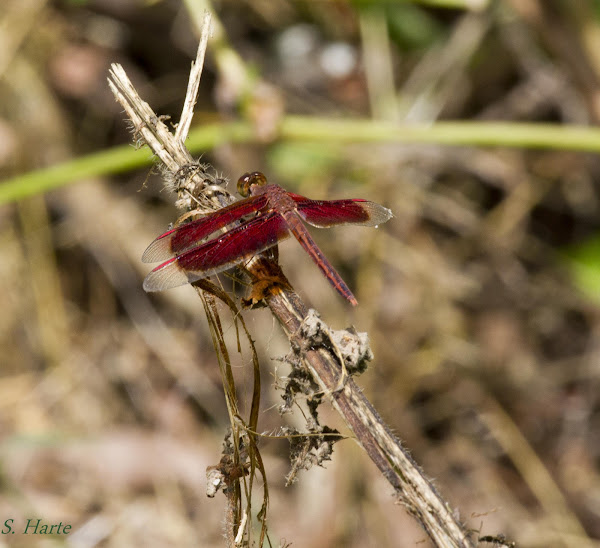 Painted Grasshawk | Project Noah