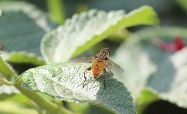 Striped Hoverfly | Project Noah