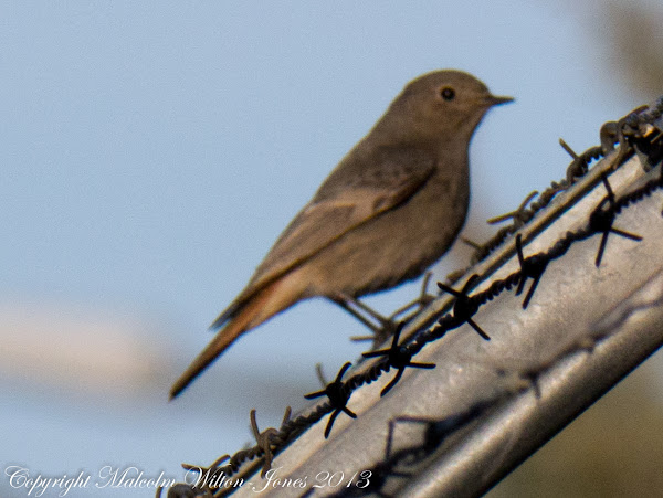 Black Redstart; Colirrojo Tizón | Project Noah