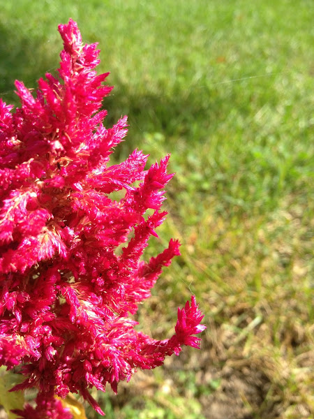 Plants | Project Noah