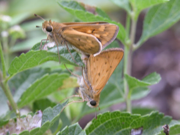 Fiery Skippers mating | Project Noah