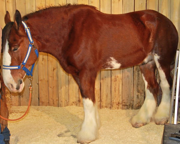 Clydesdale | Project Noah