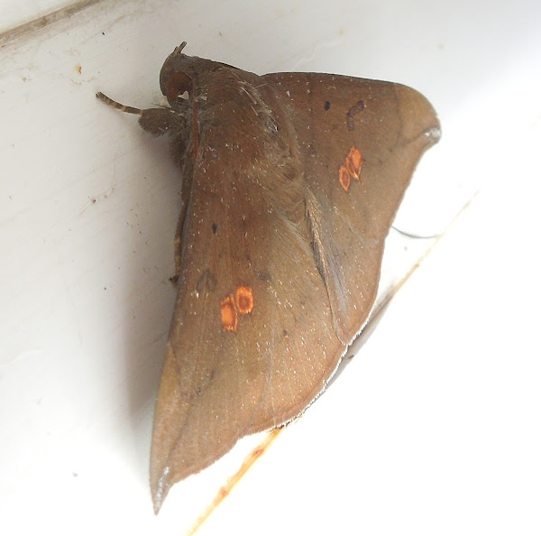 Noctuid moth | Project Noah